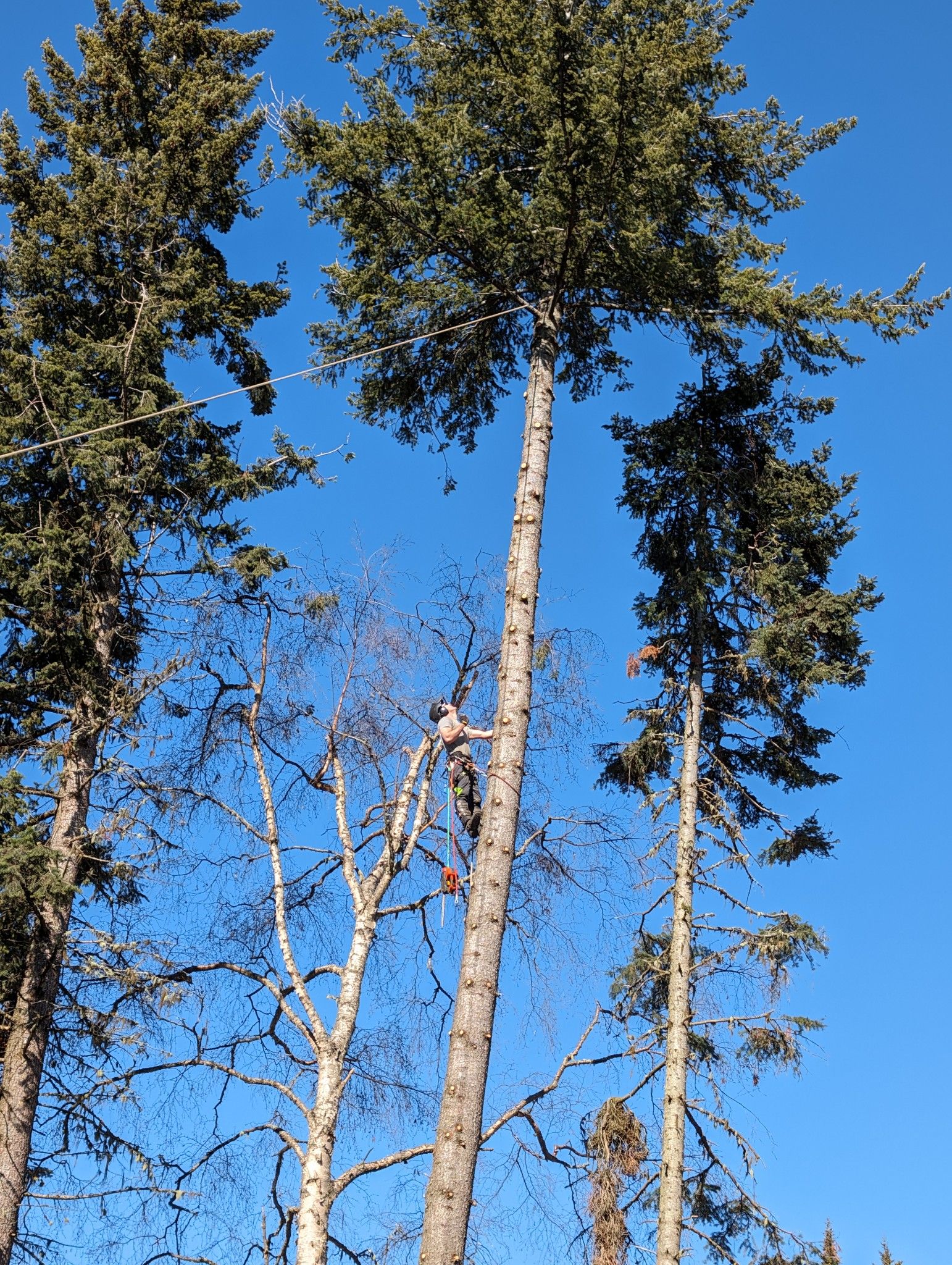 Tree Removal Service Prince George - Professional Tree Removal