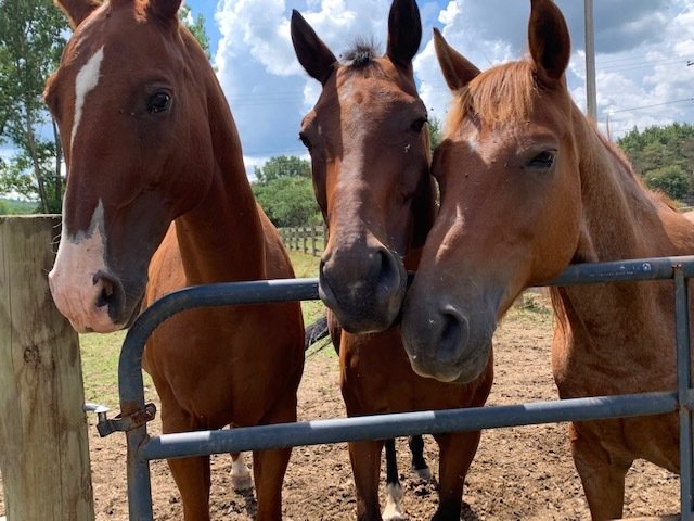 Horse Boarding in Friendship, NY | Wildfire Ranch NY INC