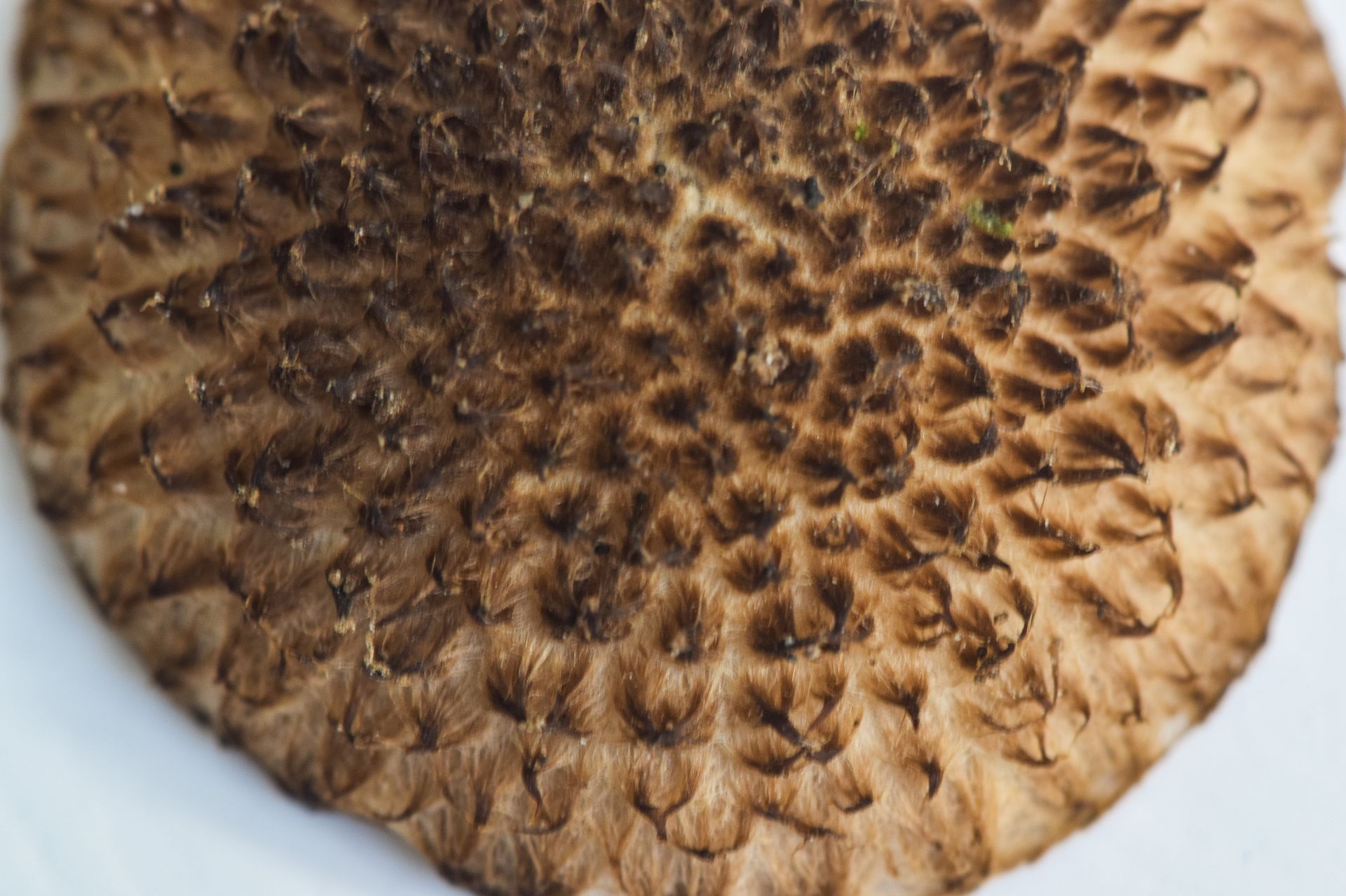 Fungi of Worth Forest