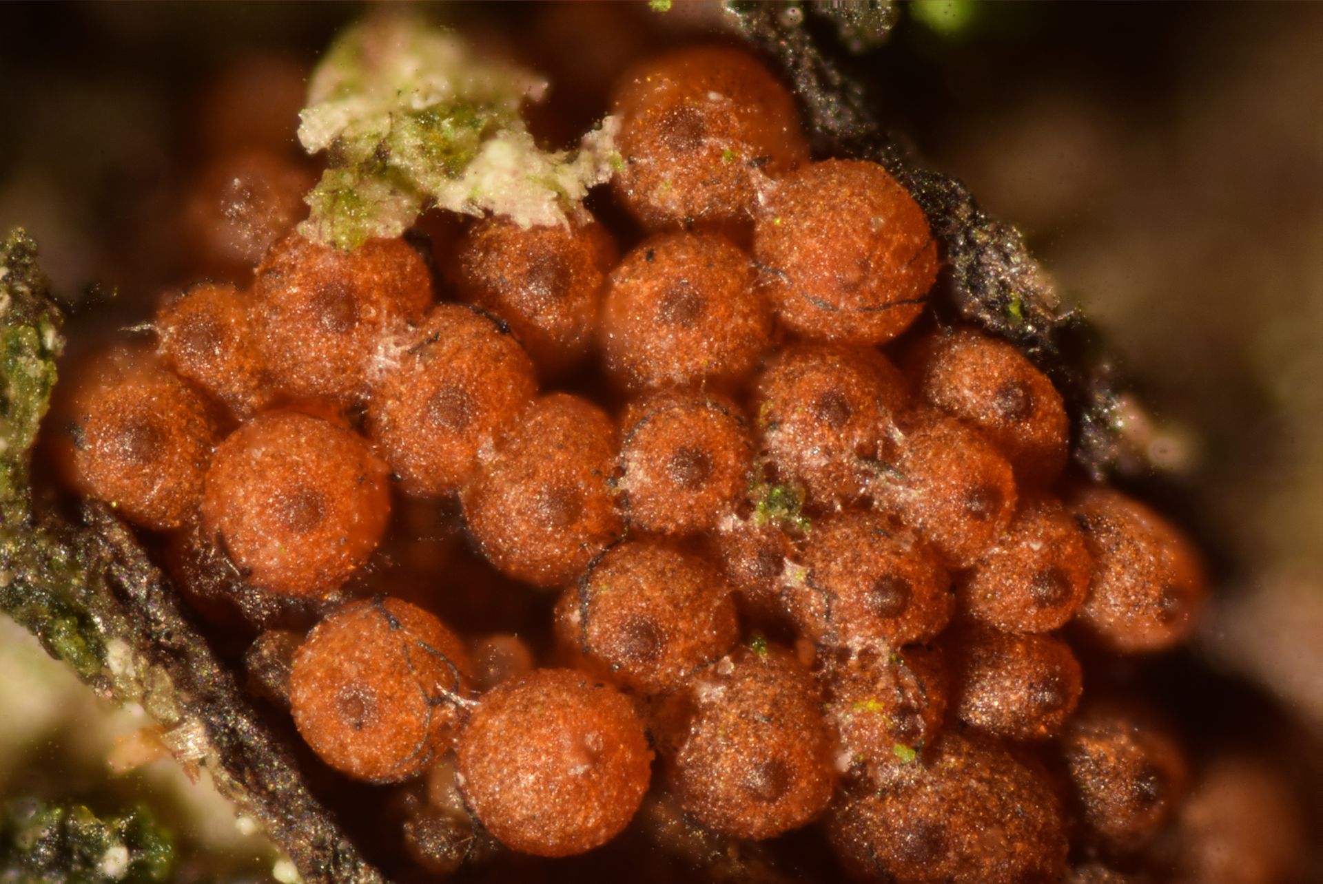 Fungi of Worth Forest
