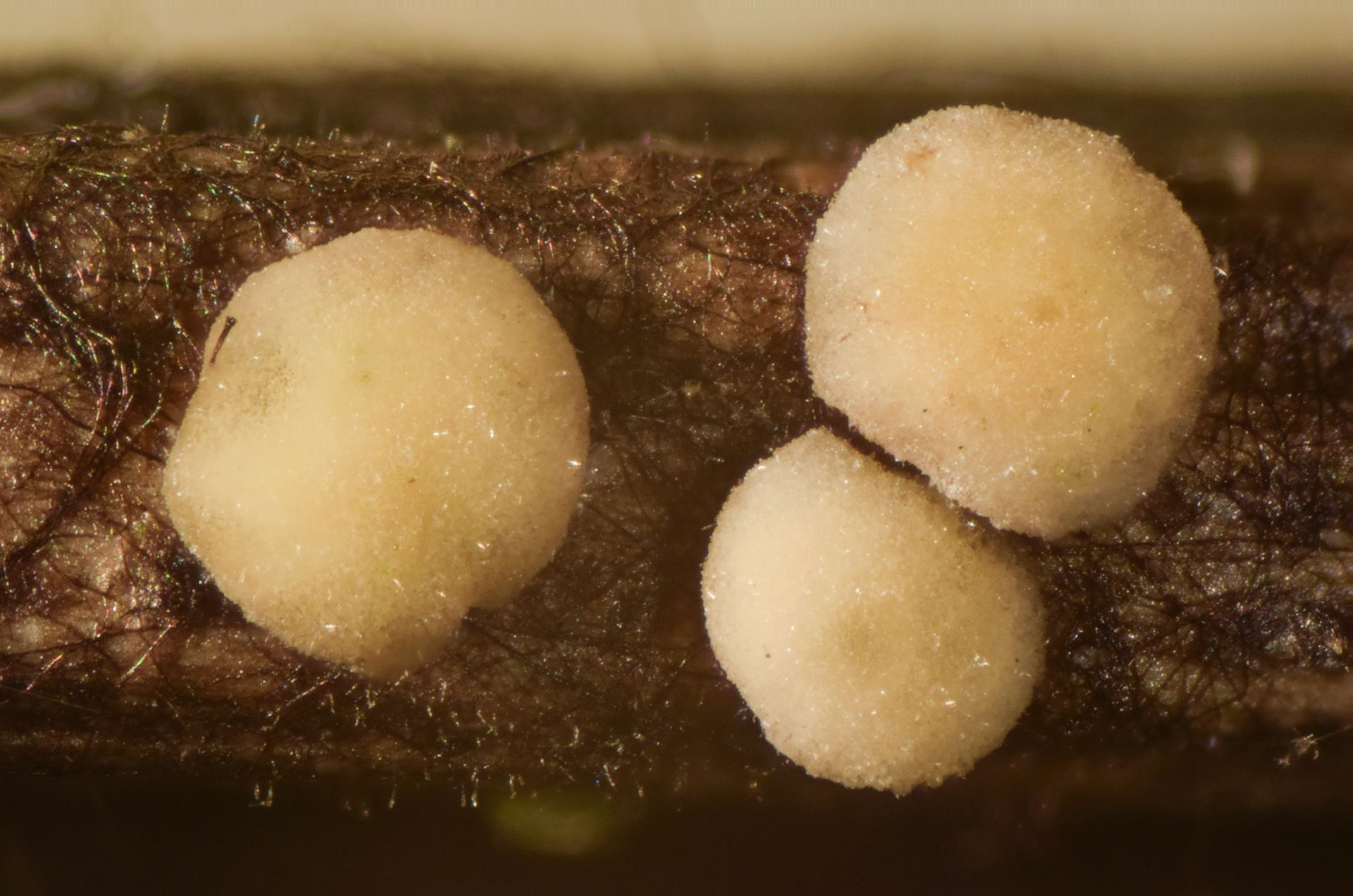 Fungi of Worth Forest