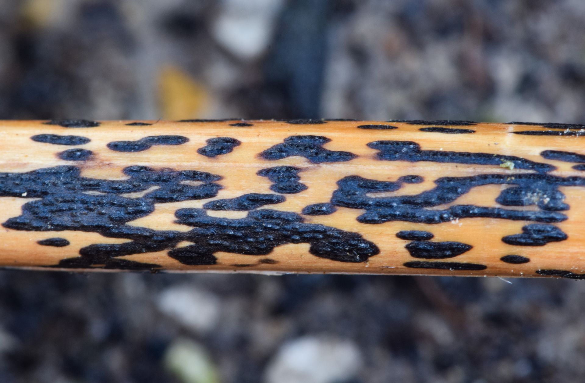 Fungi of Worth Forest