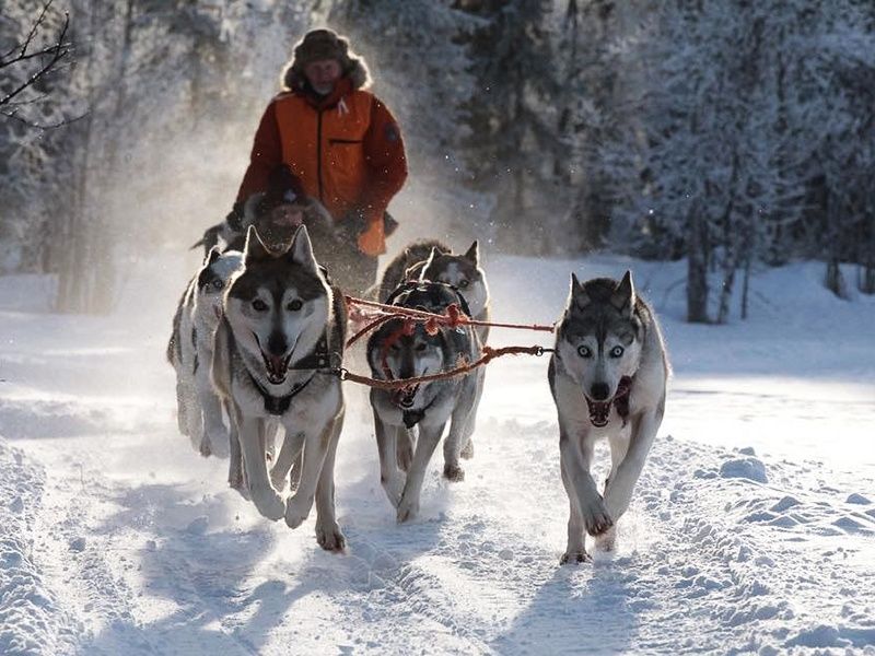 Husky Safari Levi 2025-2026 from 125€