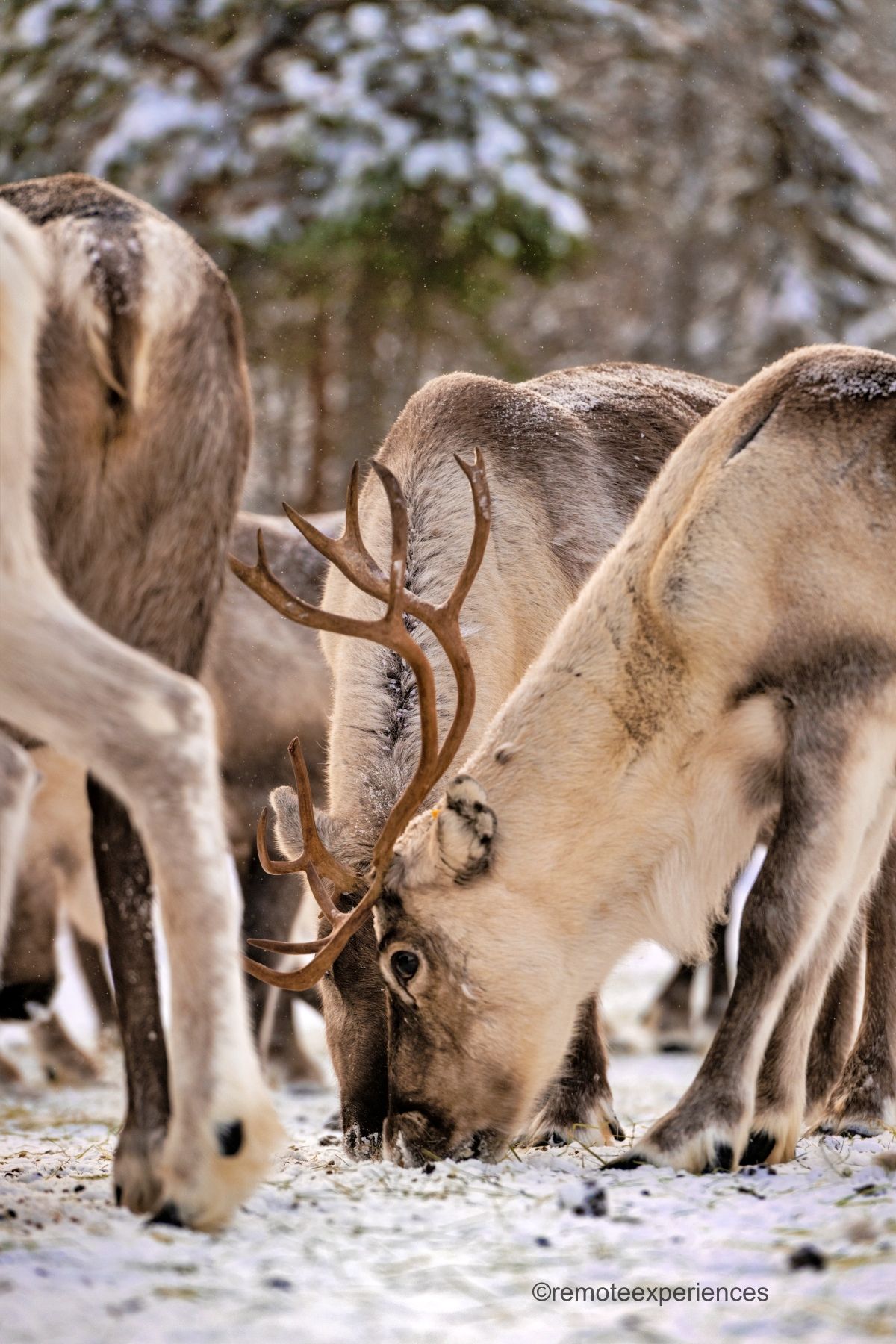 Reindeer Farm Levi Authentic Wilderness