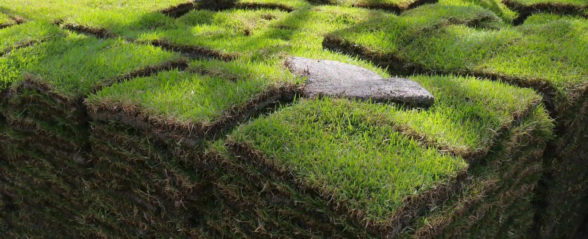 Sod Installation Tampa FL | Repair | Re-Sodding | Bermuda Grass | St ...
