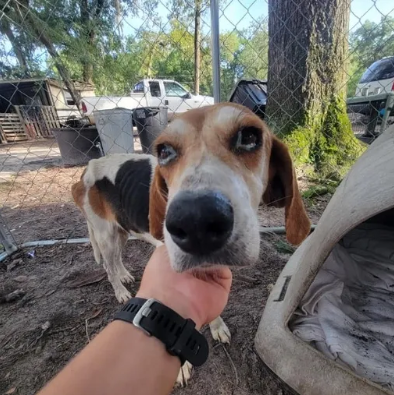 Welcome to South Georgia Equine Rescue - Saving and Rehabilitating ...