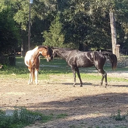 Welcome to South Georgia Equine Rescue - Saving and Rehabilitating ...