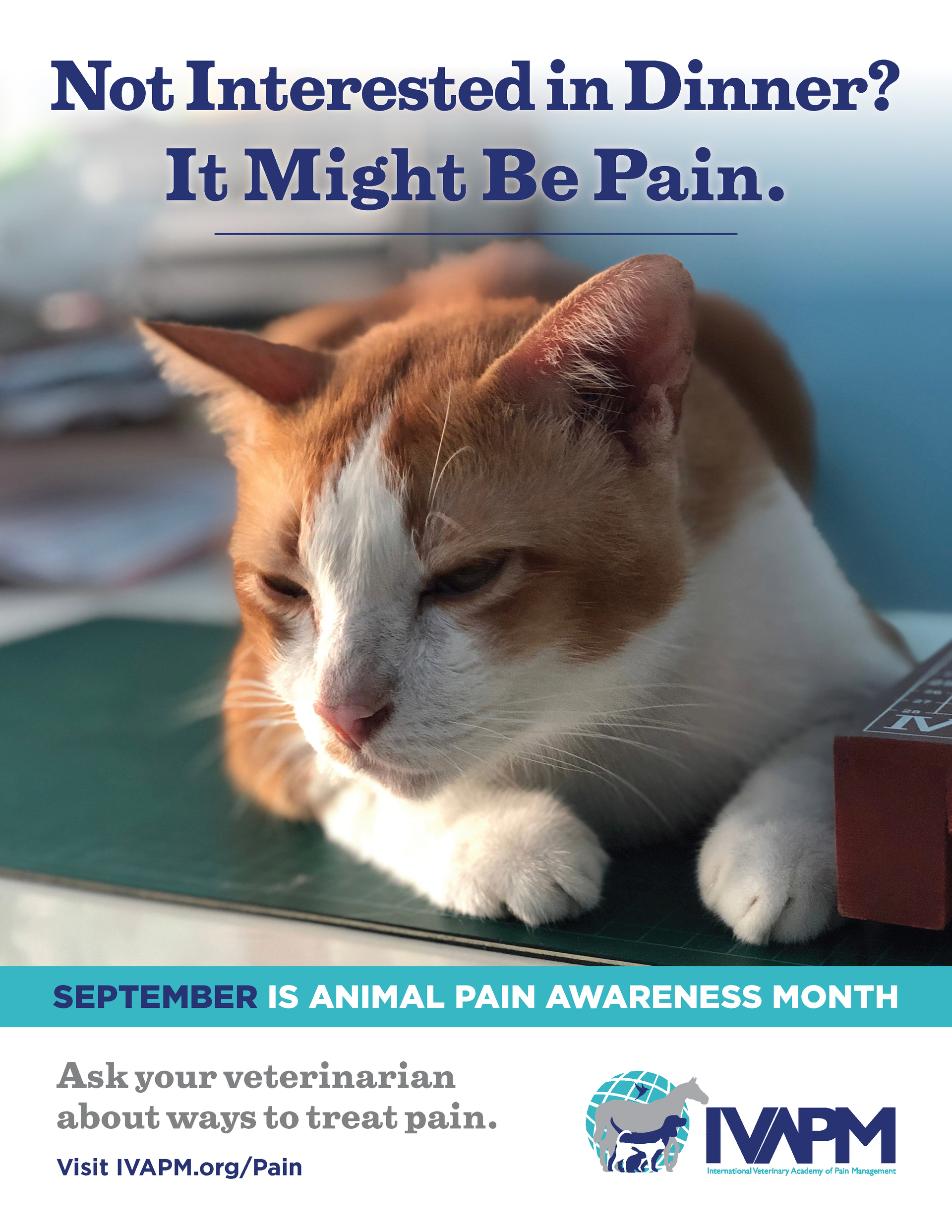 Animal Pain Awareness Month Toolbox