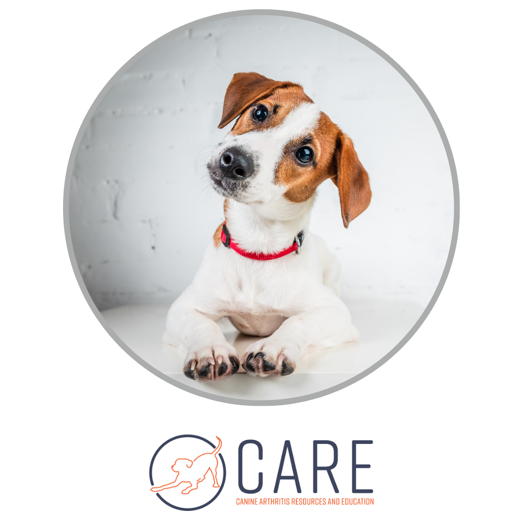 Pain in Animals Checklist