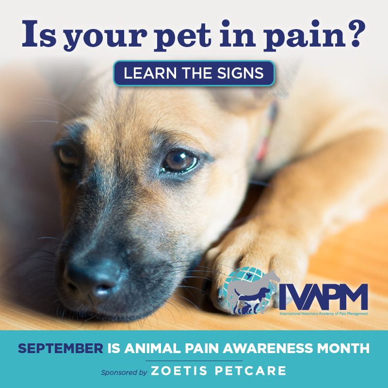 Animal Pain Awareness Month Toolbox