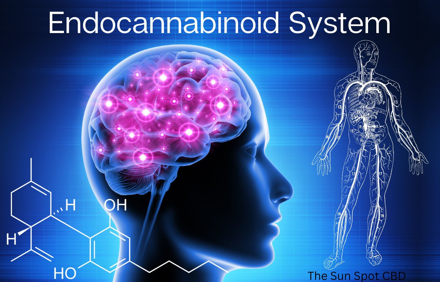 Understanding the Endocannabinoid System