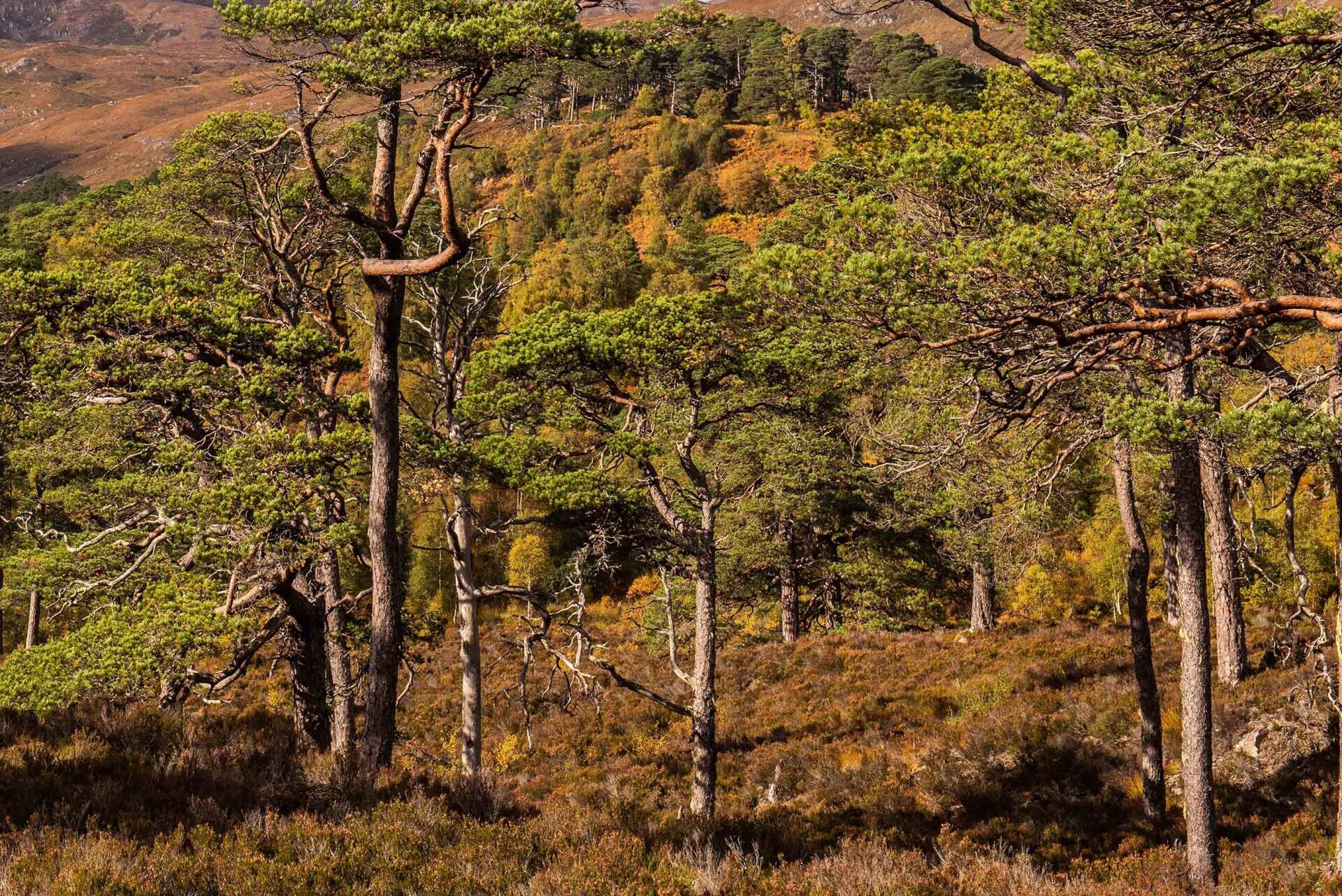 HOME [www.muckrachforest.co.uk]