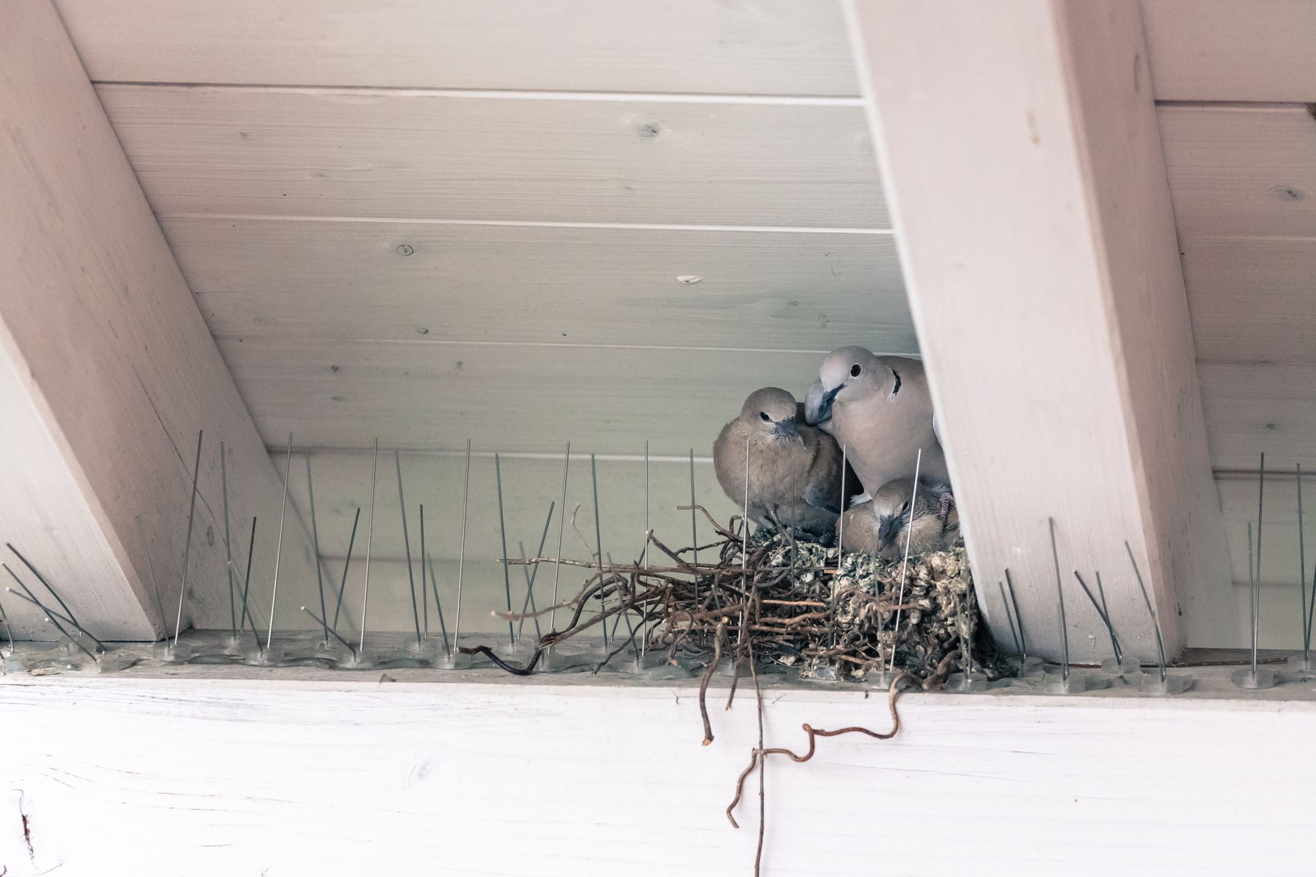 Pest Control Success Stories | Los Angeles