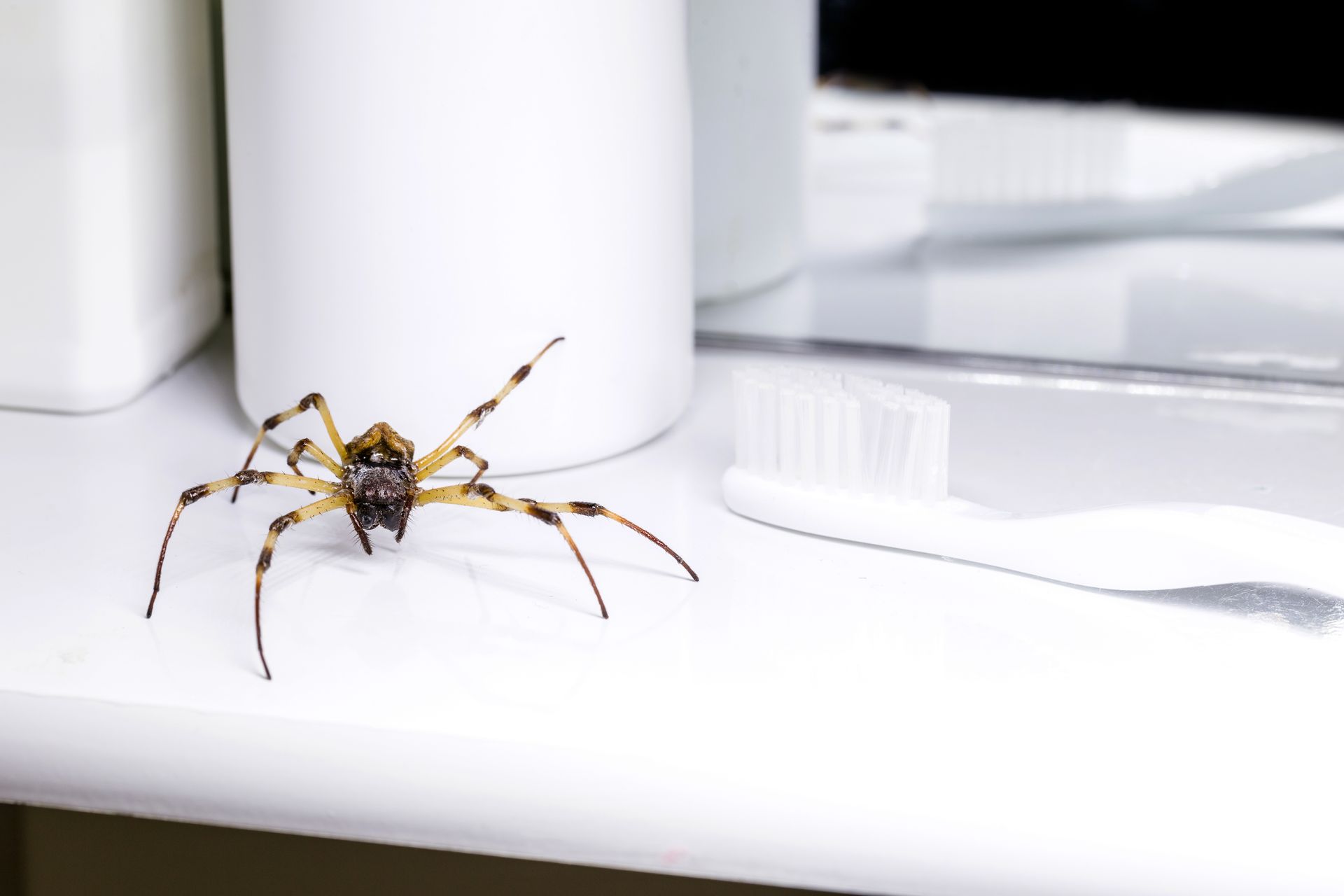 Pest Control Success Stories | Los Angeles
