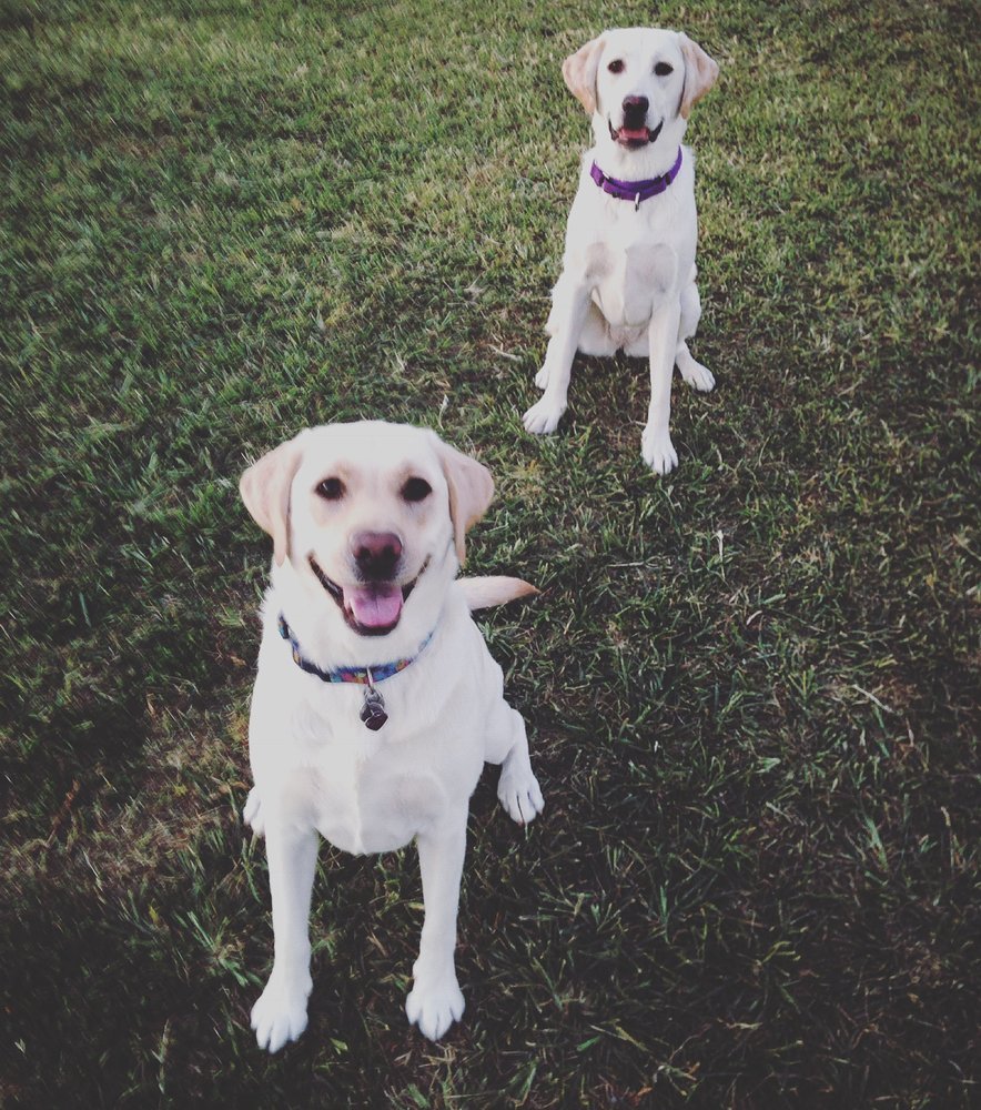 About Us | Brea, CA | Yellow Dog Estate Sales