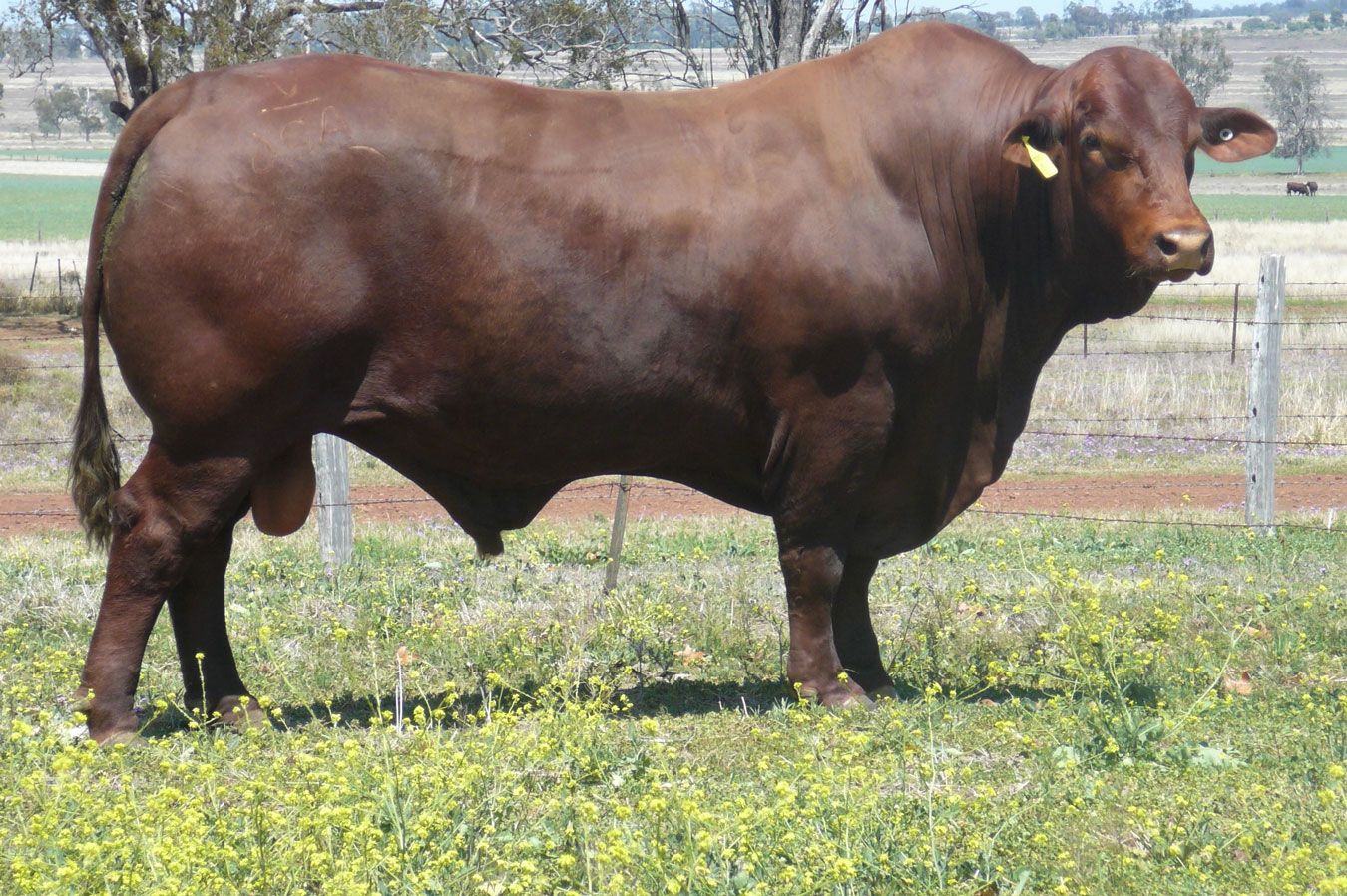 Nutramix