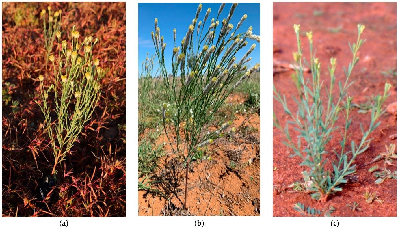 Understanding and mitigating the risks of Pimelea