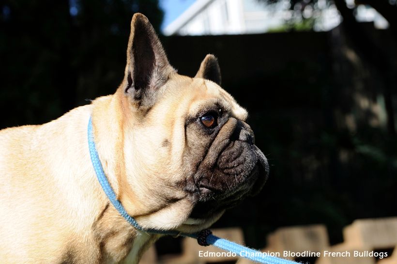 French Bulldog Breeder | Edmondo | SA