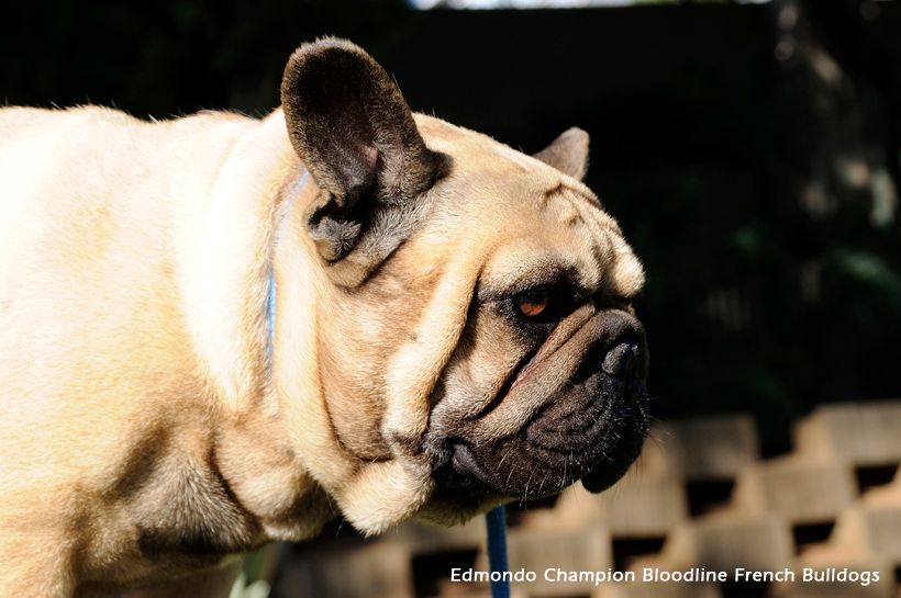 French Bulldog Breeder | Edmondo | SA