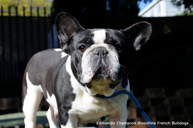 French Bulldog Breeder | Edmondo | SA