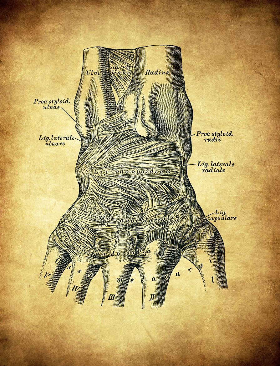 Håndleddet og håndens bevegelser