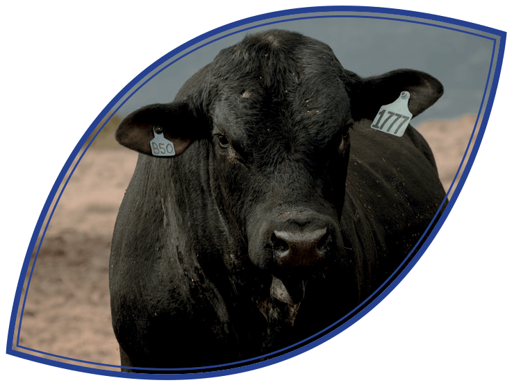 Advanced Feed - Detail and quality translated into "simple efficiency"