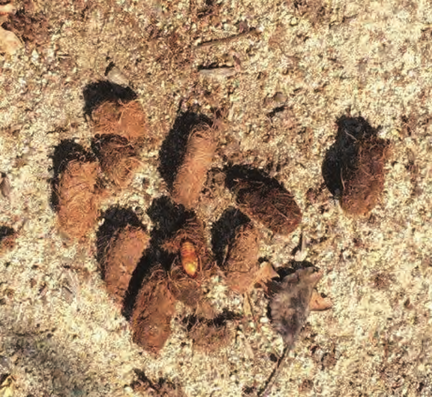 Understanding the Threat of South American Palm Weevil
