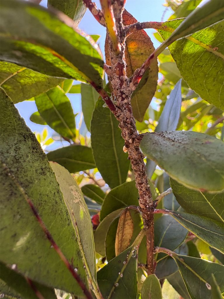 Pest Notes – Vol. 2 - Greedy Scale