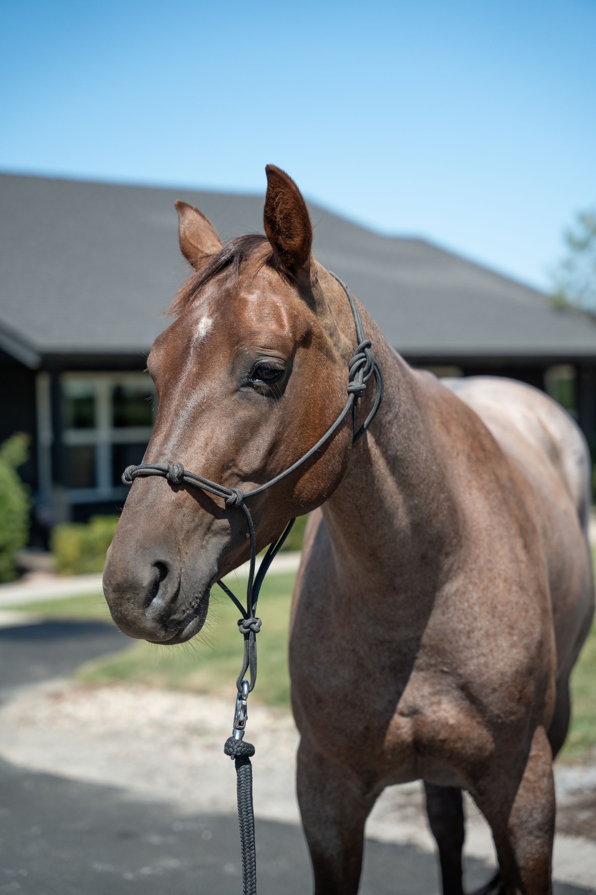 Home Page | Rock Solid Horsemanship