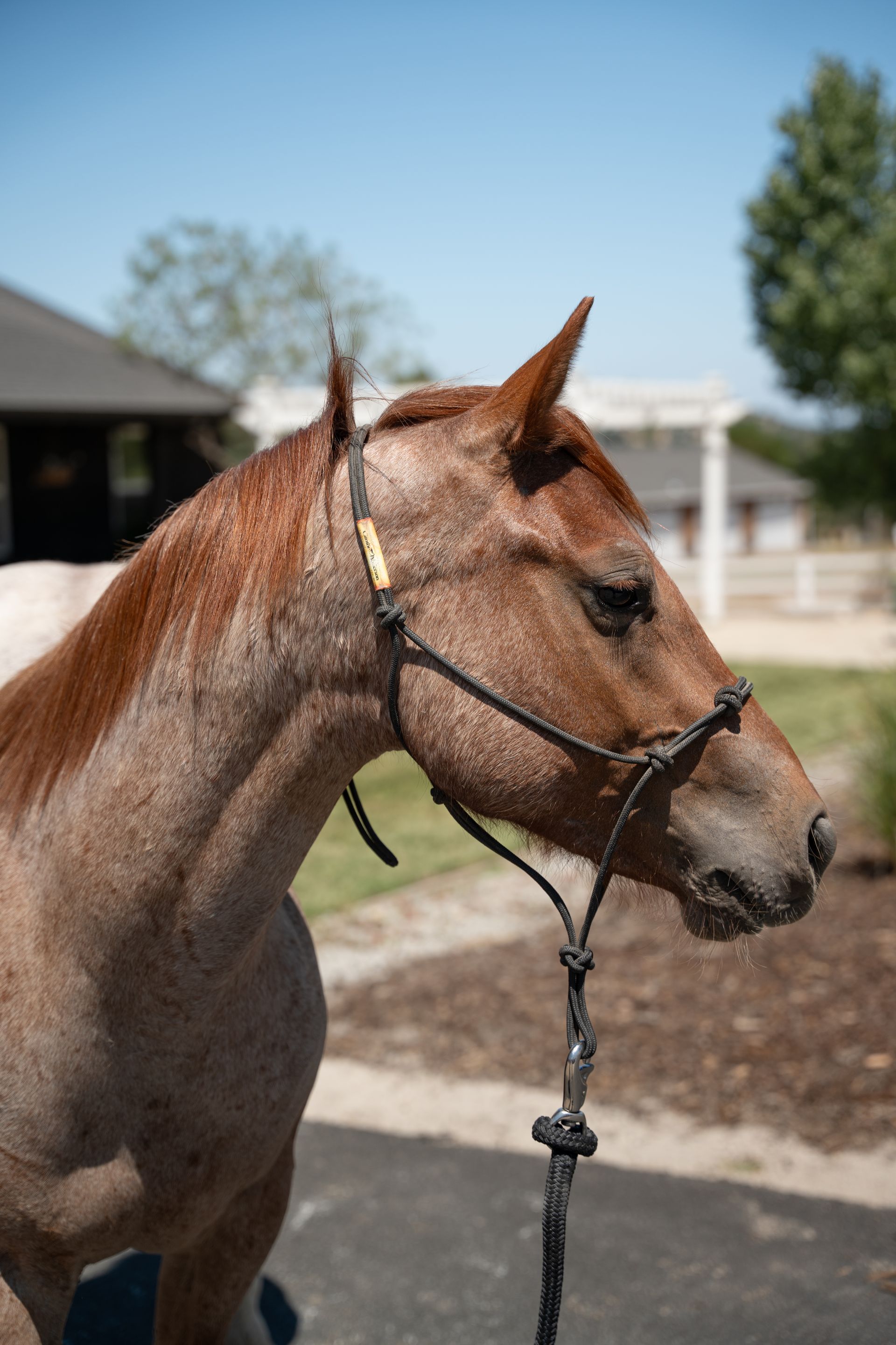 Home Page | Rock Solid Horsemanship
