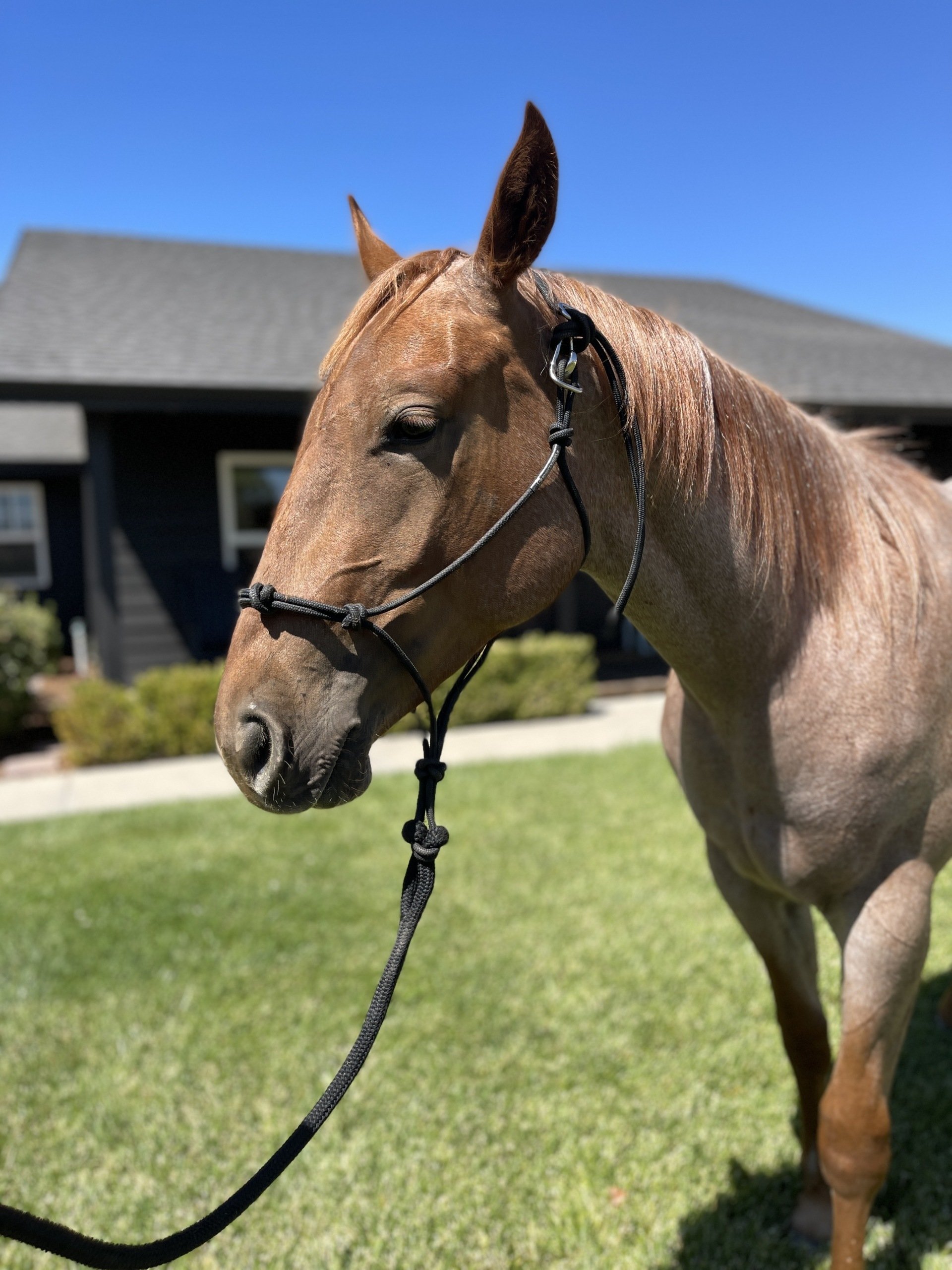 Home Page | Rock Solid Horsemanship