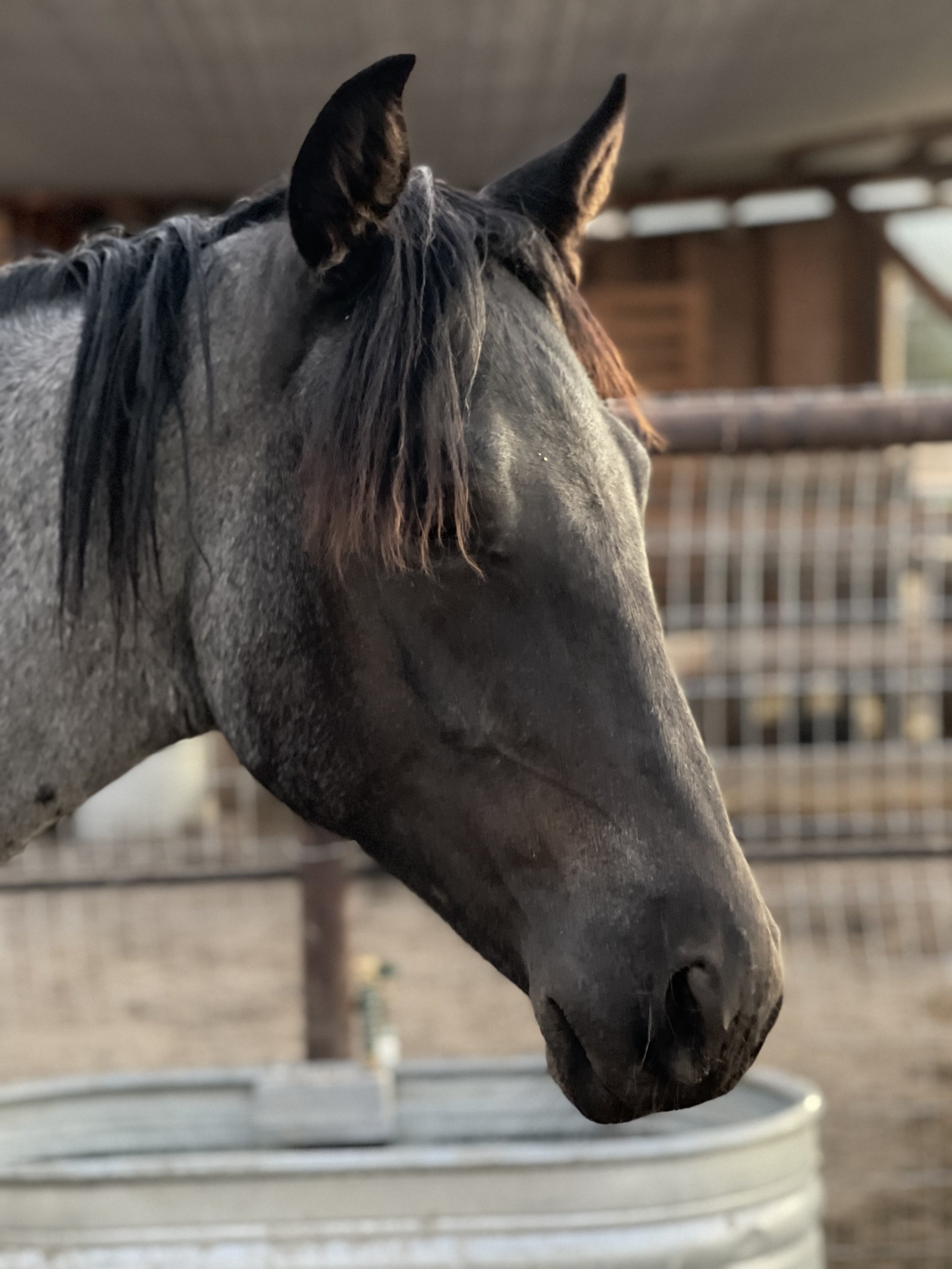 Gallery | Rock Solid Horsemanship