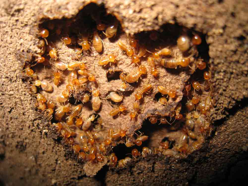 What Does A Termite Nest Look Like?