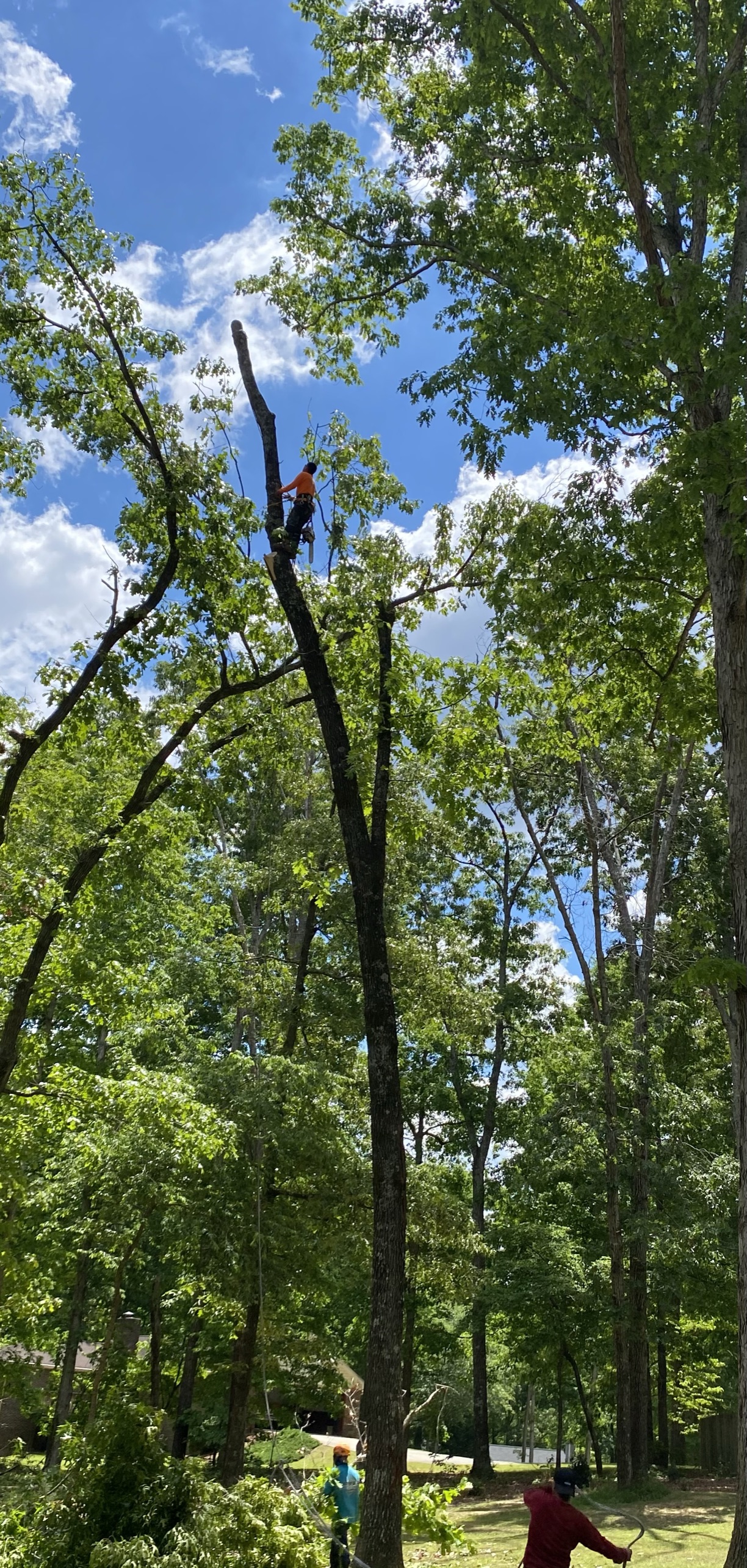 Gallery | Buford, GA | Muller Tree