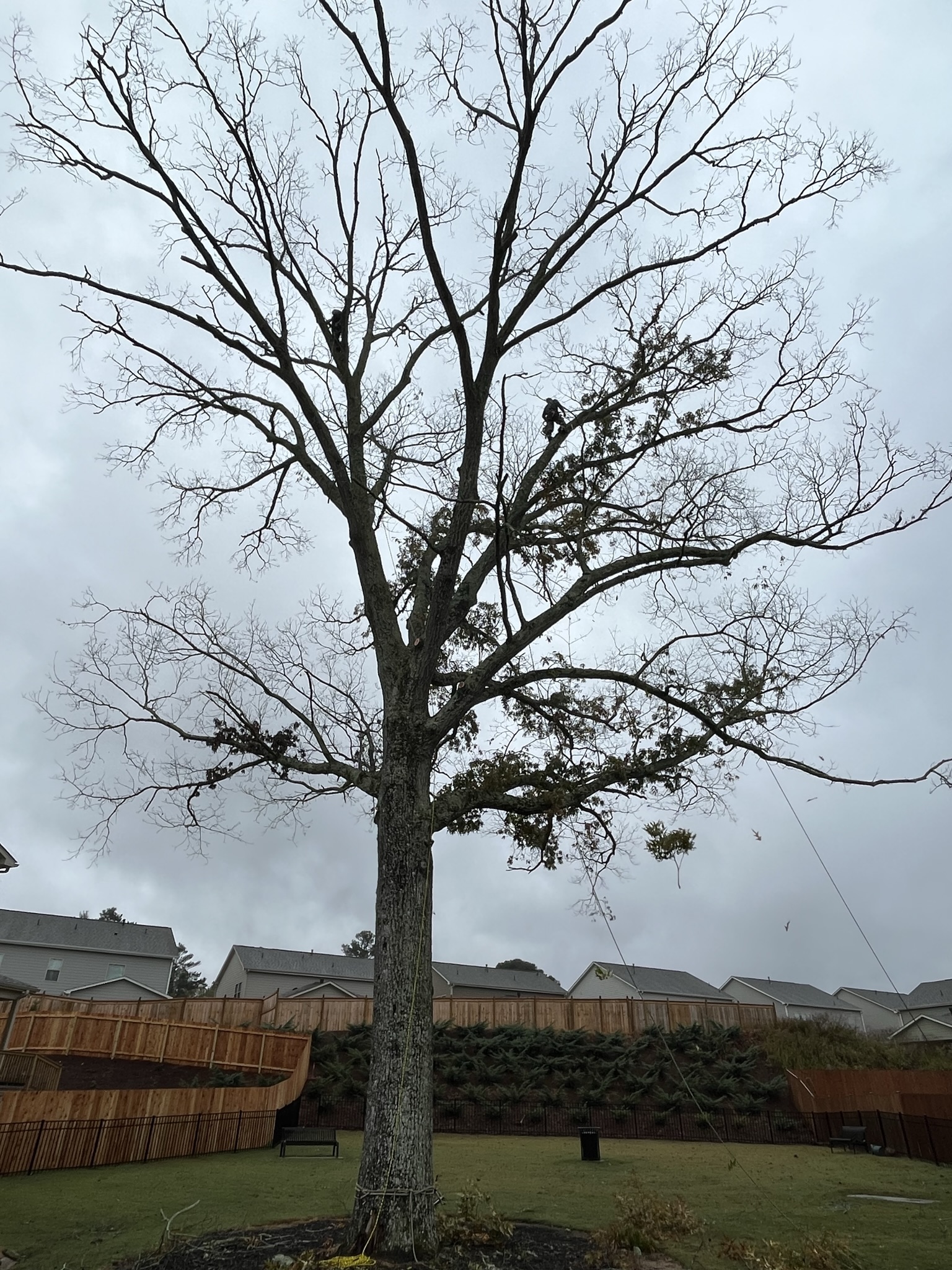 Gallery | Buford, GA | Muller Tree
