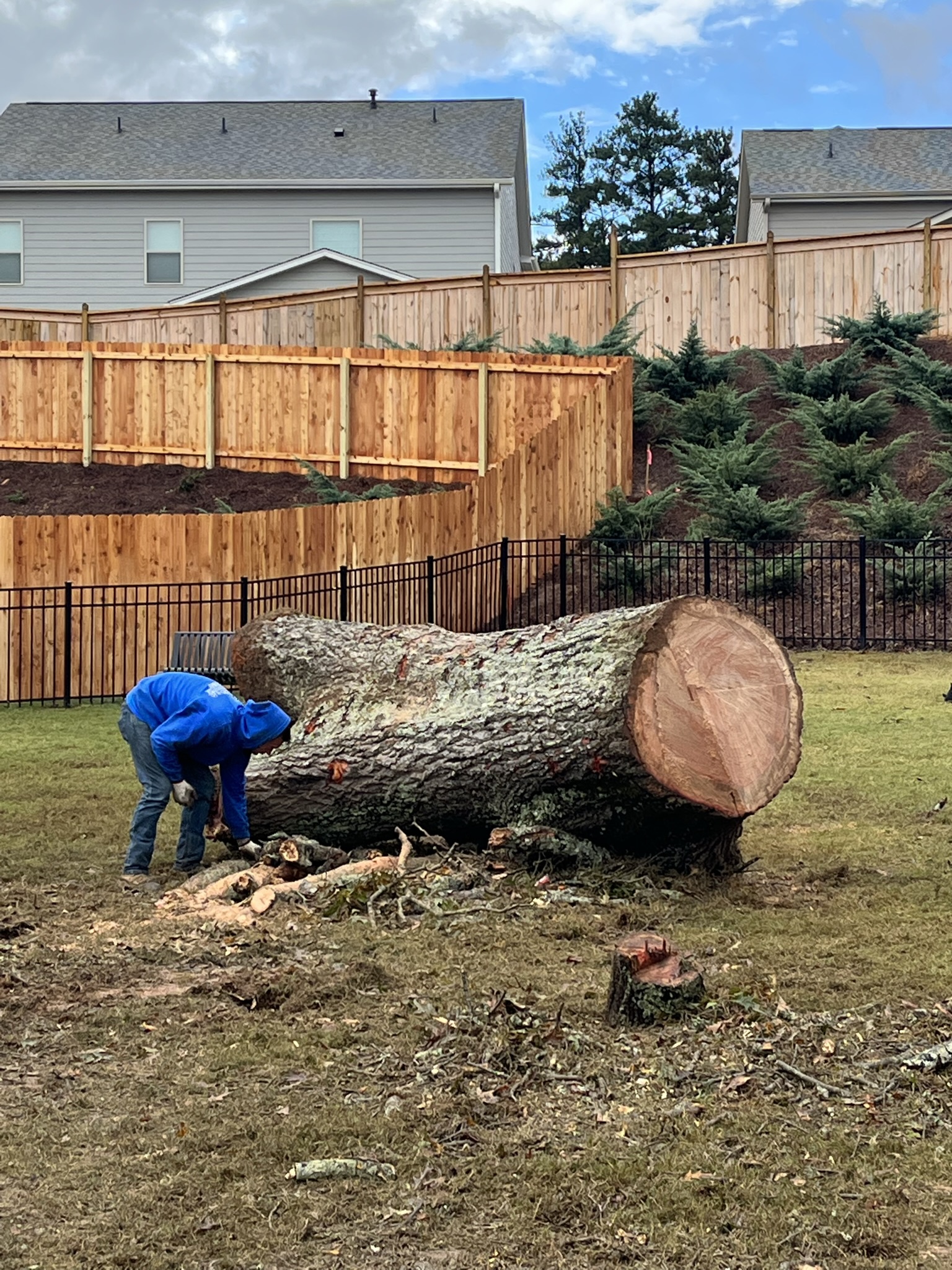 Gallery | Buford, GA | Muller Tree