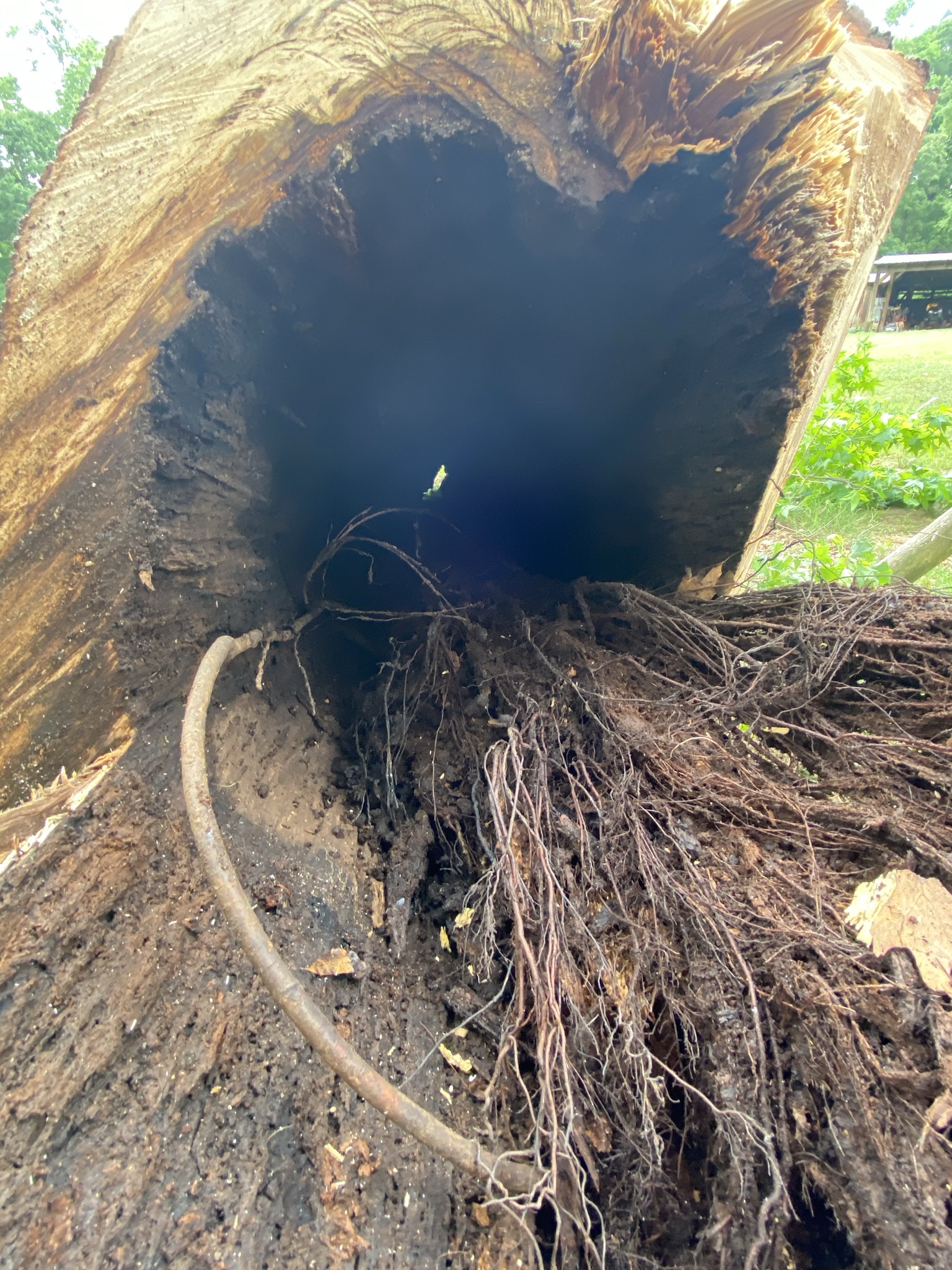Gallery | Buford, GA | Muller Tree
