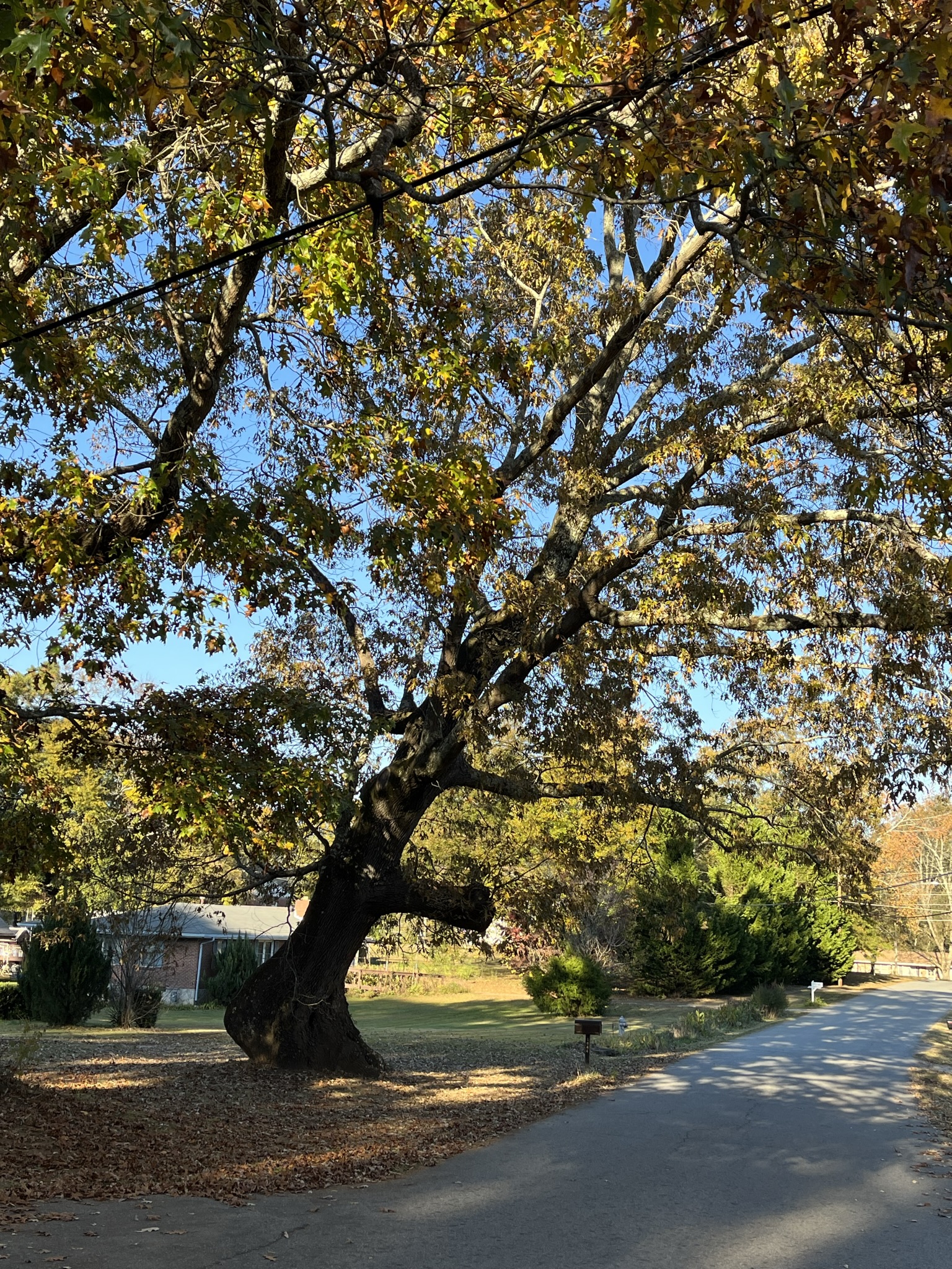 Gallery | Buford, GA | Muller Tree