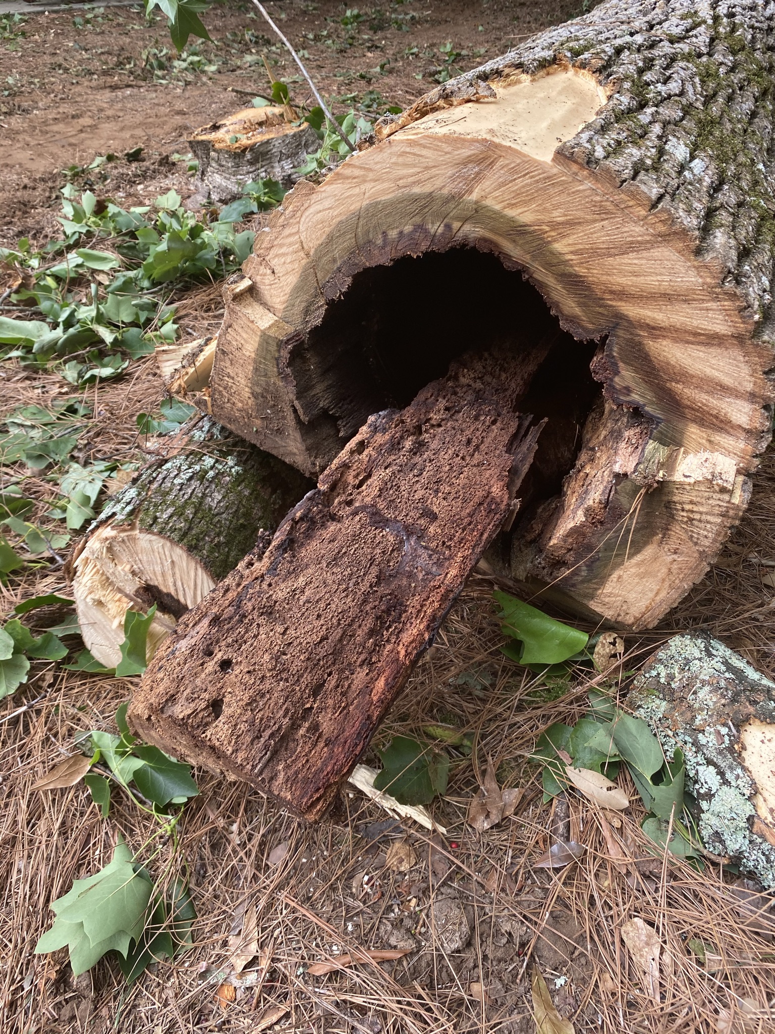 Gallery | Buford, GA | Muller Tree