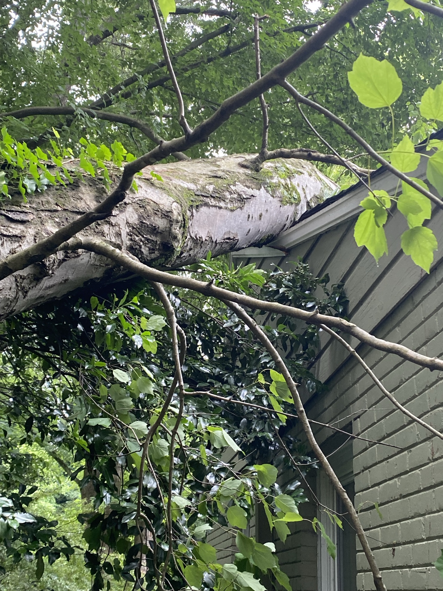 Gallery | Buford, GA | Muller Tree