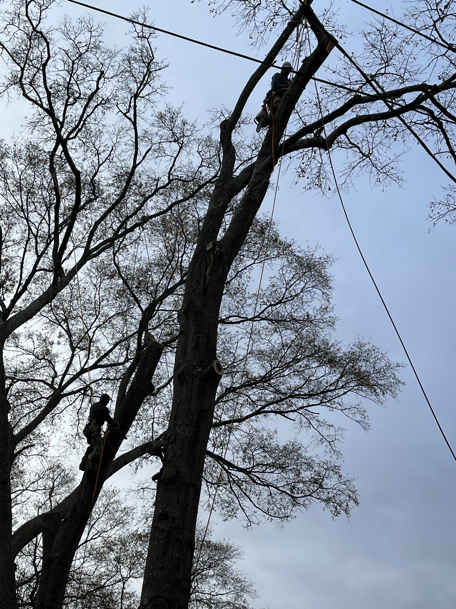 Gallery | Buford, GA | Muller Tree