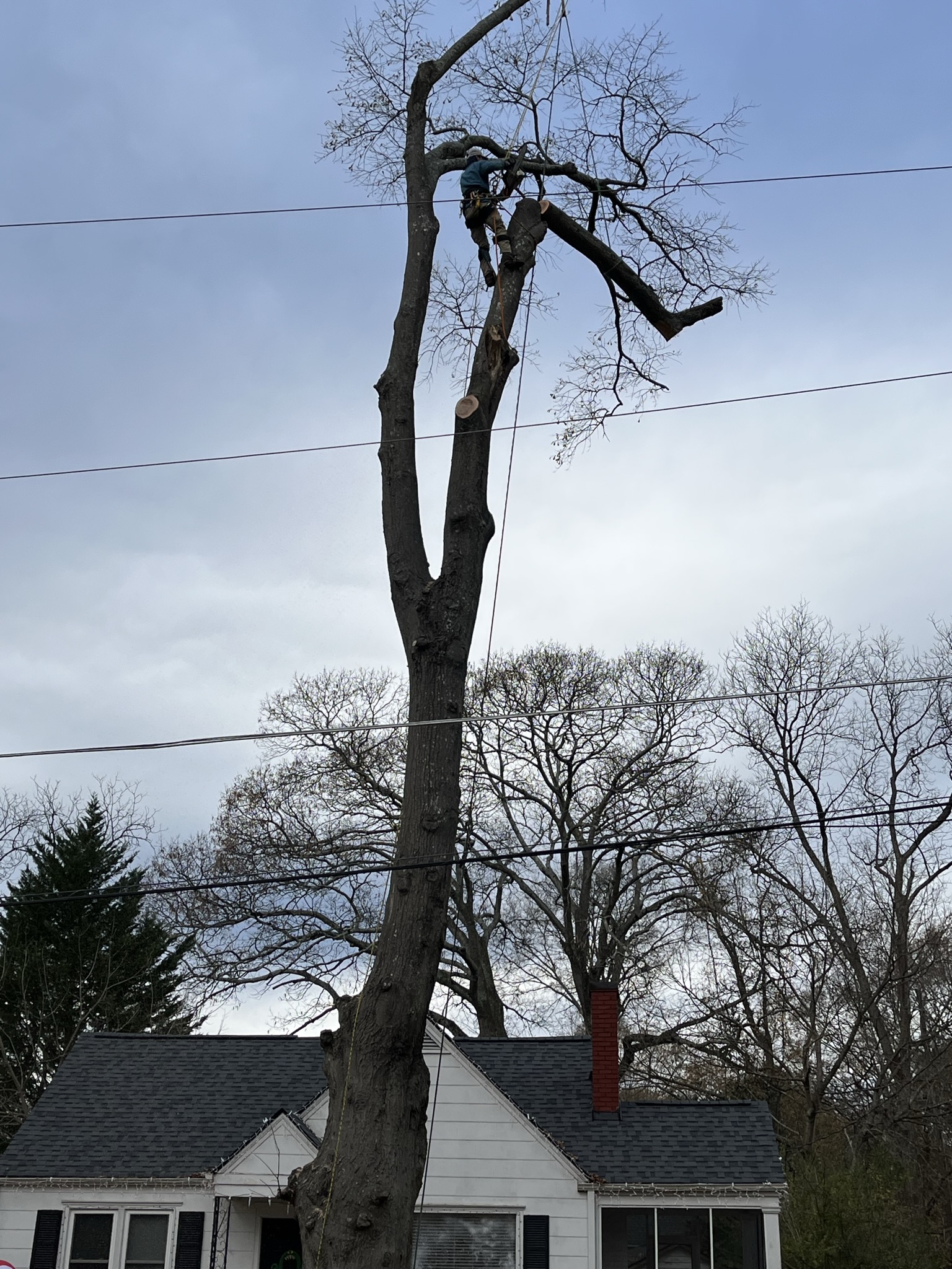 Gallery | Buford, GA | Muller Tree