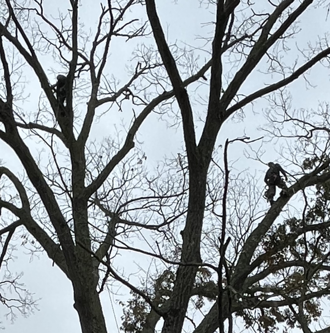 Gallery | Buford, GA | Muller Tree