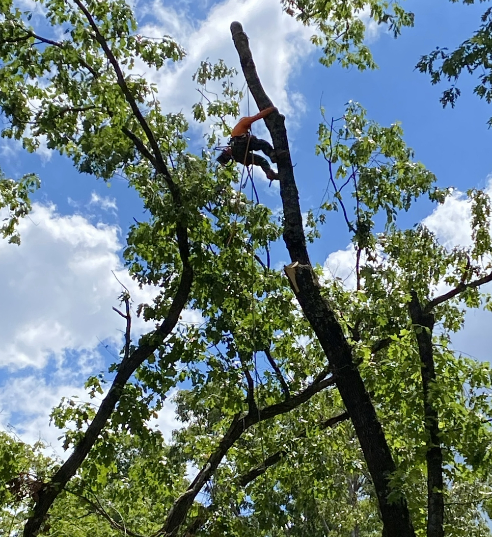 Local Tree Company | Buford, GA | Muller Tree