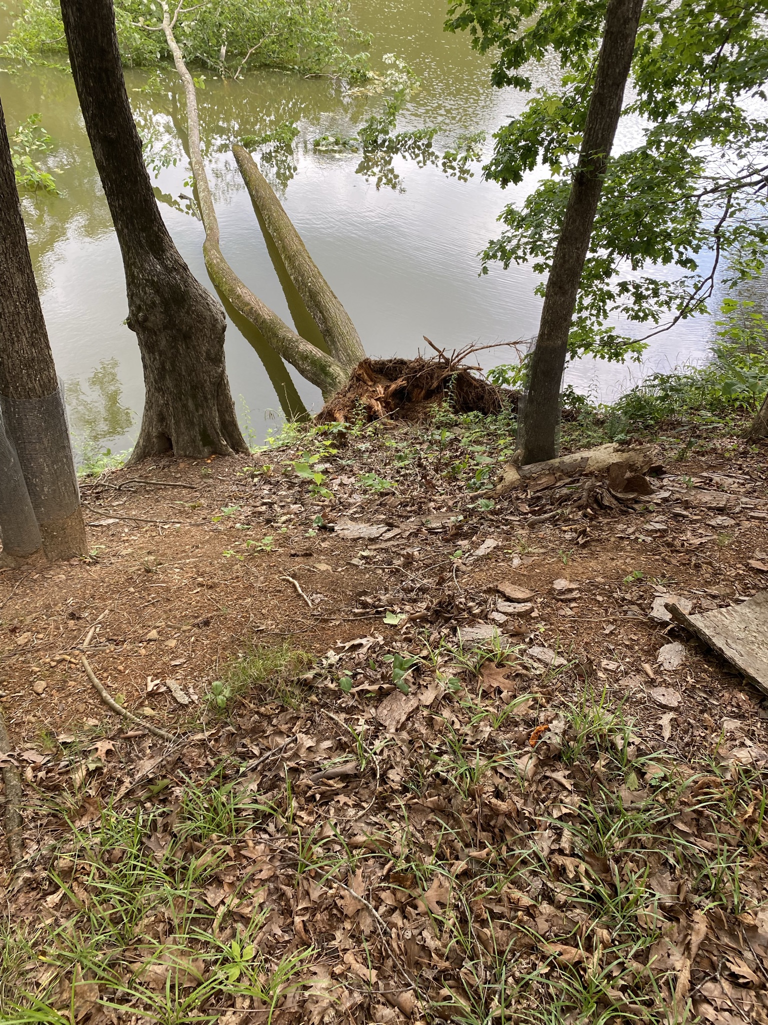 Gallery | Buford, GA | Muller Tree