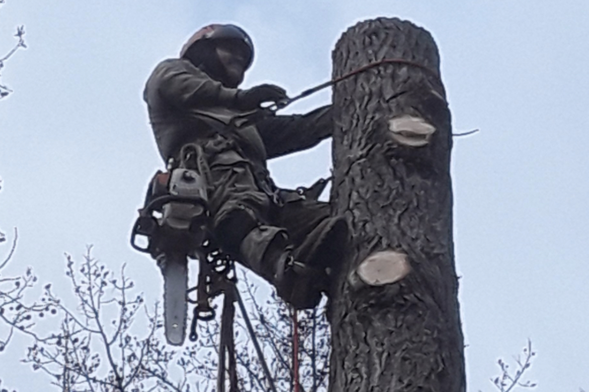 Gallery | Buford, GA | Muller Tree