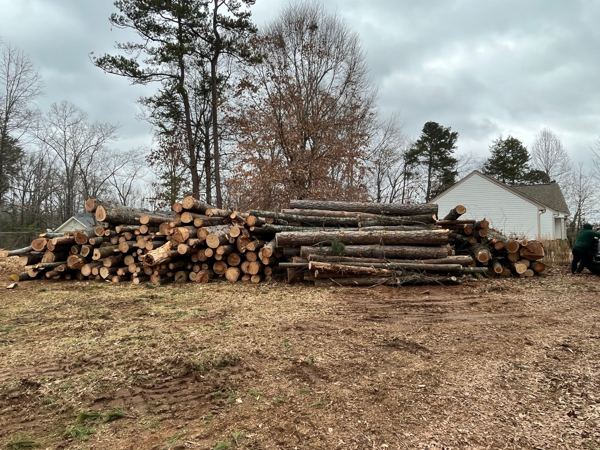 Gallery | Buford, GA | Muller Tree