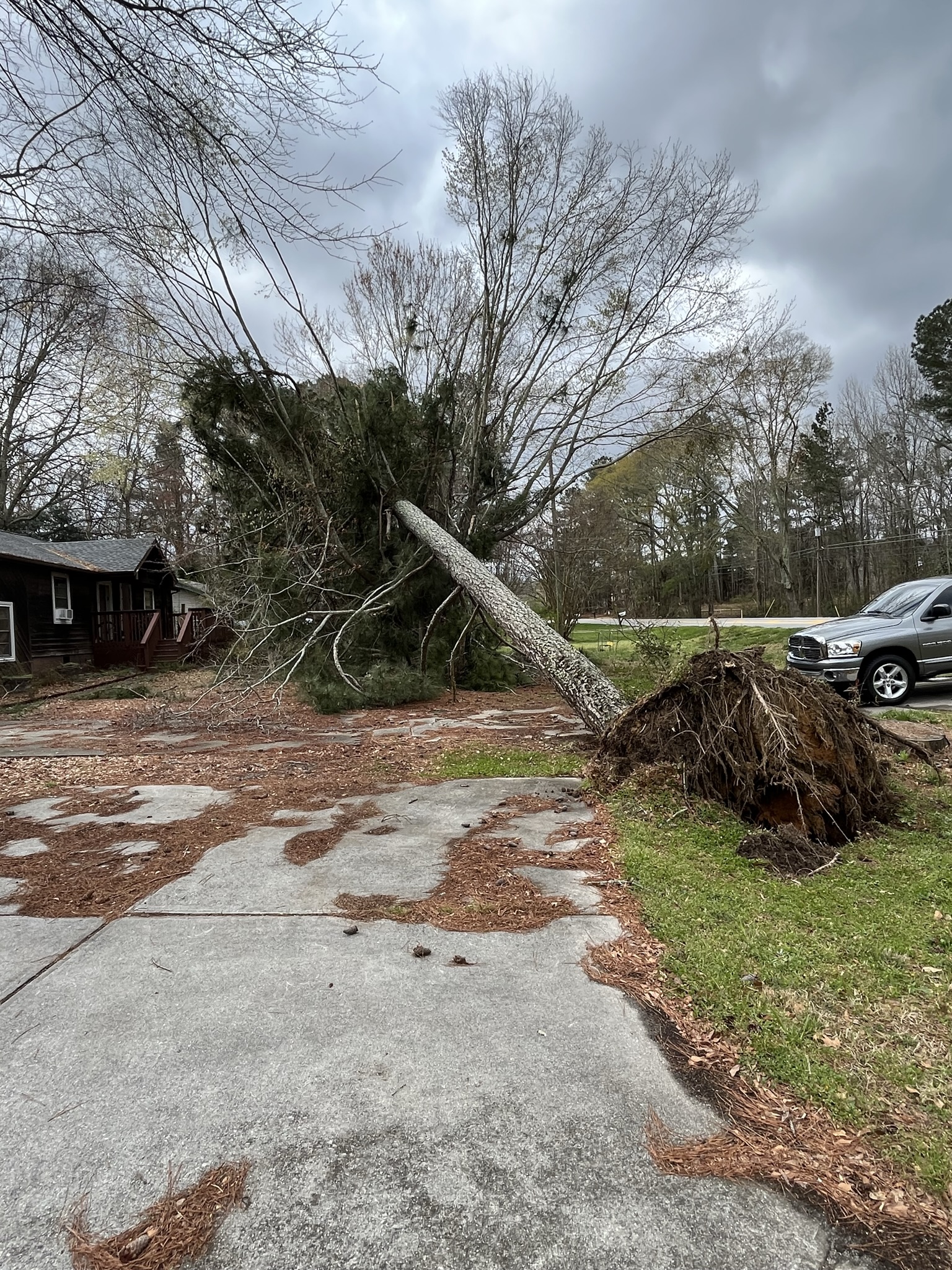 Gallery | Buford, GA | Muller Tree