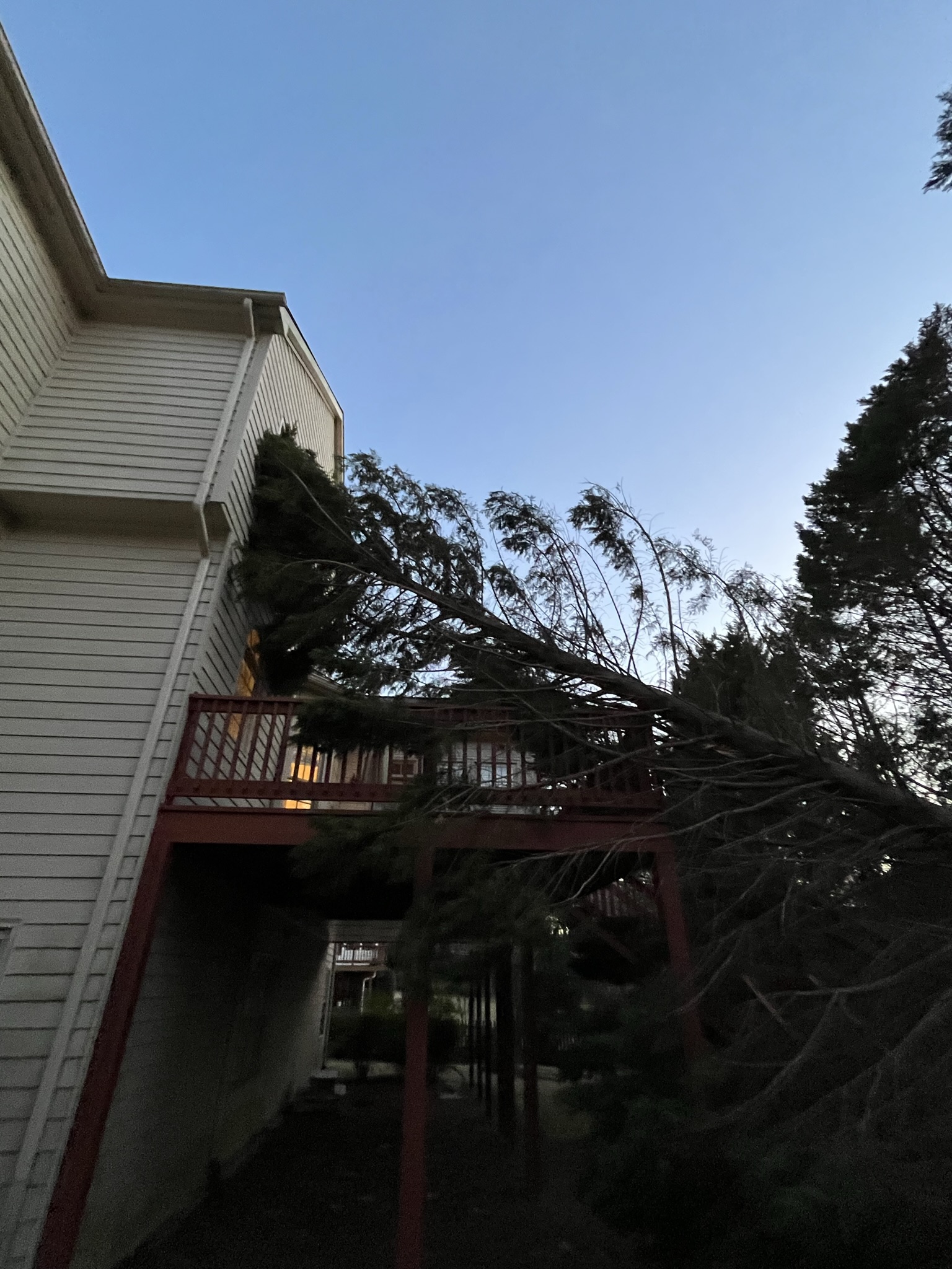 Gallery | Buford, GA | Muller Tree