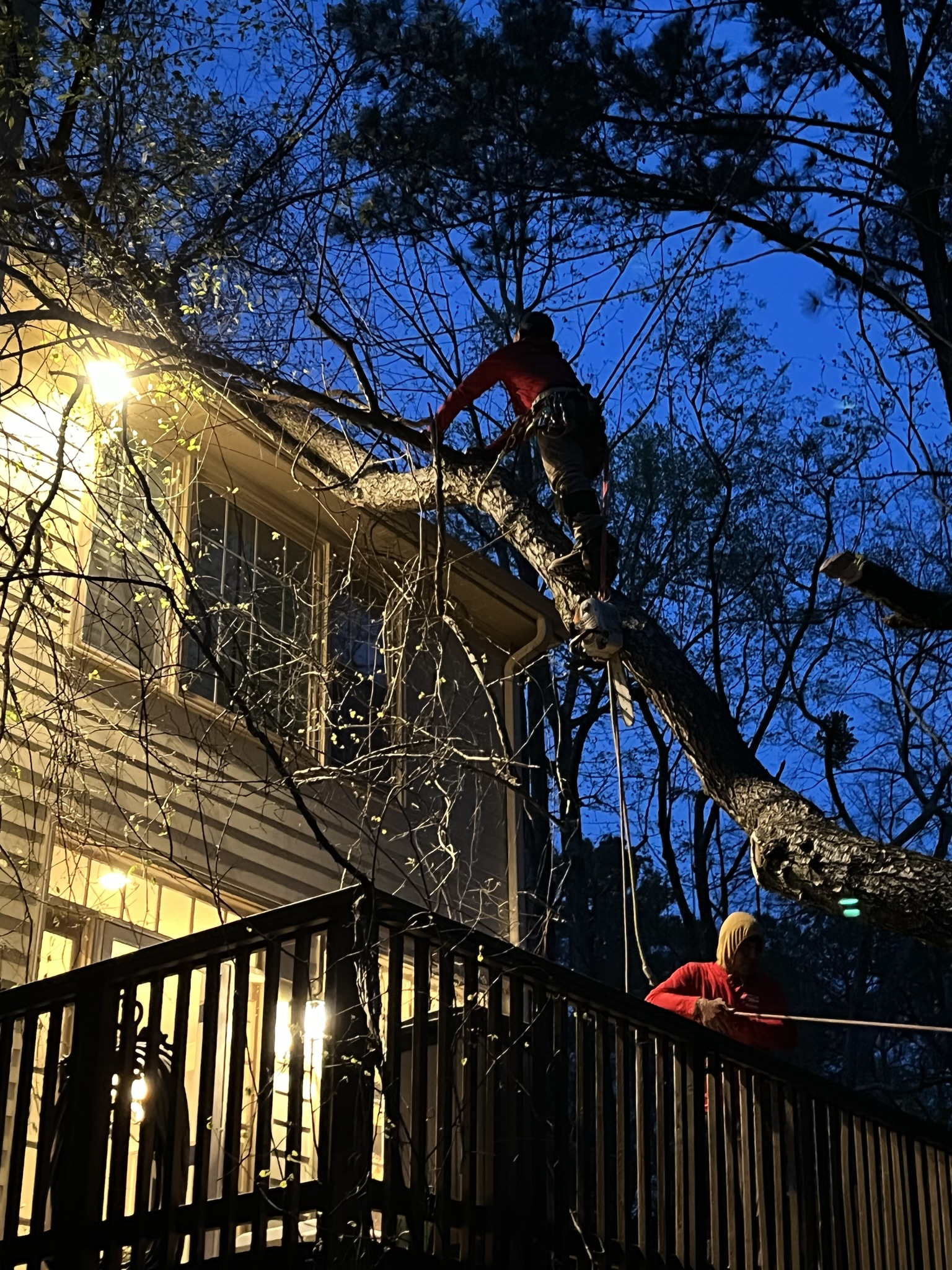 Gallery | Buford, GA | Muller Tree